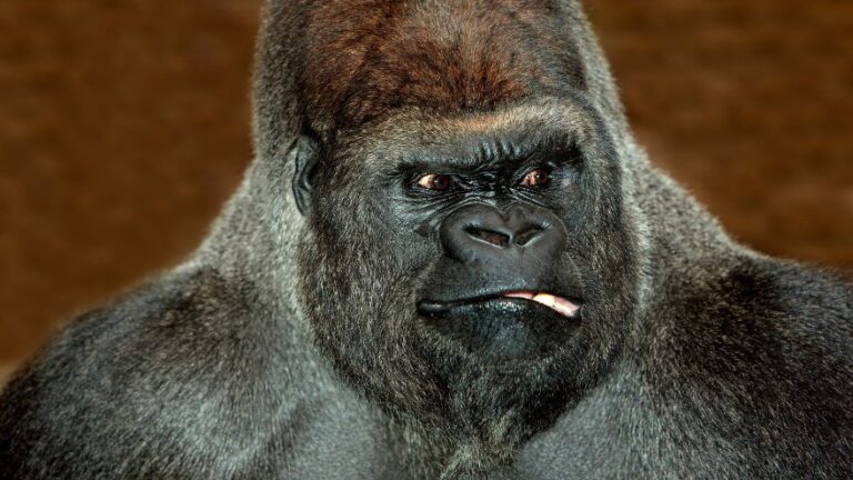 The Most Endangered Animals: Top 15 Threatened Species The Most Endangered Animals: Top 15 Threatened Species