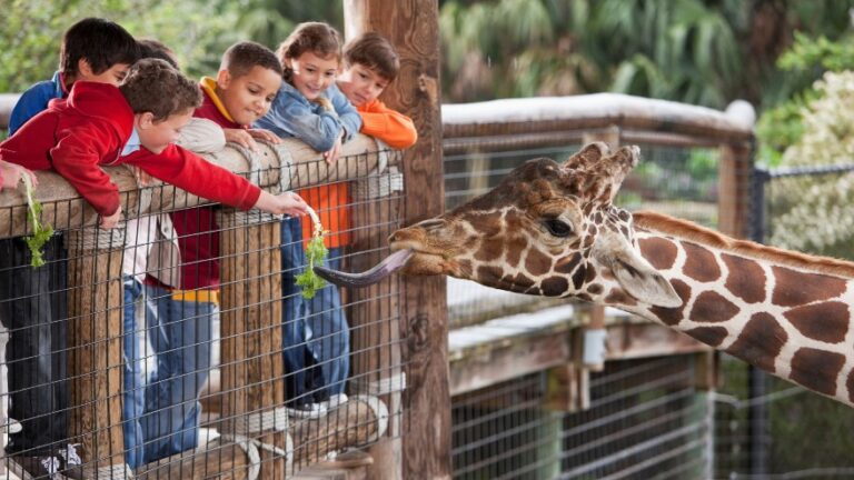 Top 70 Best Zoos In The World - Experience Wildlife In 2024