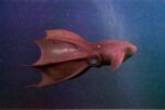 10 Real-Life Animals Named After Vampires - Animal Vivid