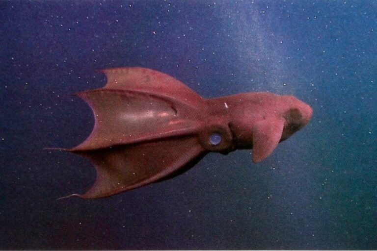 10 Real-Life Animals Named After Vampires - Animal Vivid