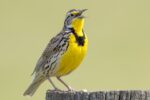 Types Of Yellow Birds (31 Stunning Species, With Pictures)