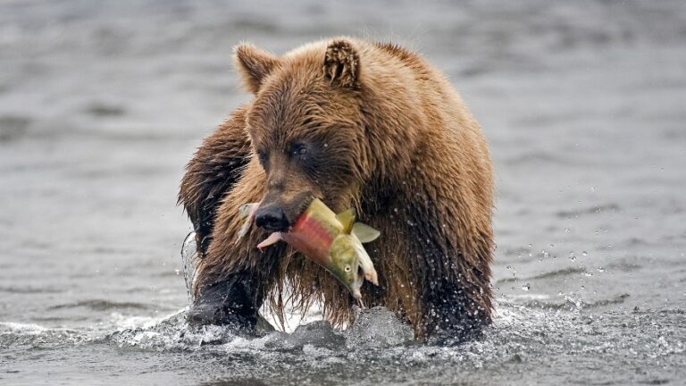 Bears: Facts, Characteristics, Behavior, Diet, More