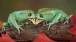 Frogs: Facts, Characteristics, Behavior, Diet, More