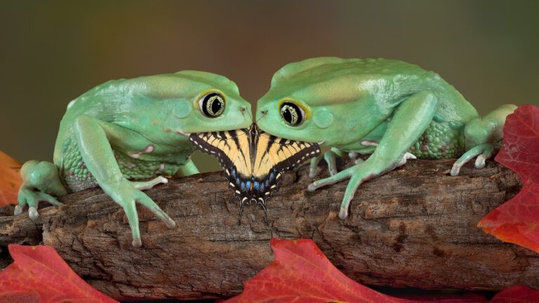Are Frogs Smart? Frog Intelligence Explained