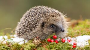 Hedgehogs: Facts, Characteristics, Behavior, Diet
