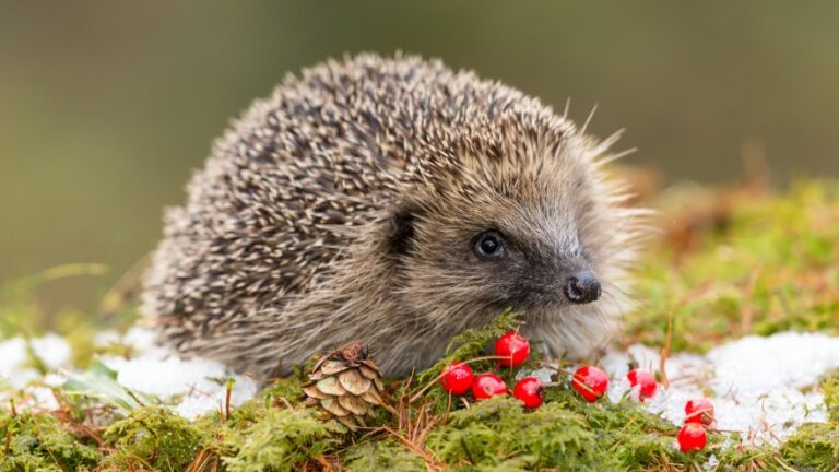 What Do Hedgehogs Eat? (Hedgehog Diet & Eating Habits)
