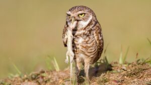 What Do Owls Eat? Owl Diet, Hunting Strategy & Food Chain