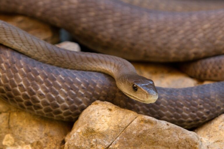 10 Most Venomous Snakes In The World (Poisonous & Dangerous)