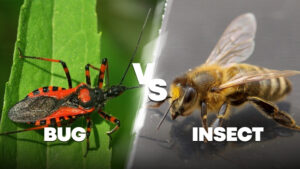 Bug vs Insect: What's The Difference? Are They The Same?