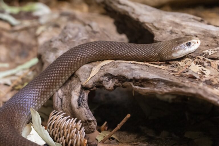 10 Most Venomous Snakes In The World (Poisonous & Dangerous)