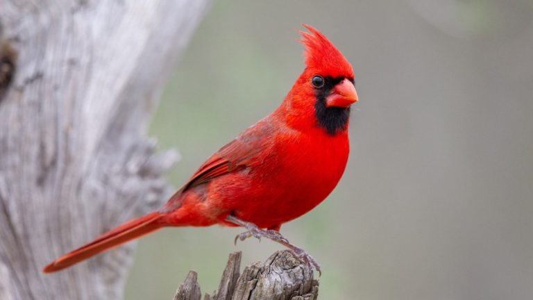 Types Of Red Birds (12 Beautiful Species, With Pictures)