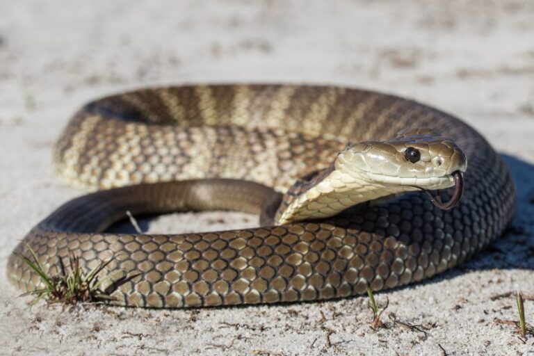 10 Most Venomous Snakes In The World (Poisonous & Dangerous)