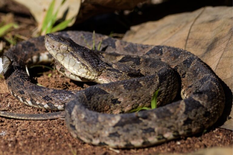 10 Most Venomous Snakes In The World (Poisonous & Dangerous)