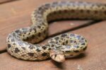 Venomous vs Non-Venomous Snakes: 6 Glaring Differences