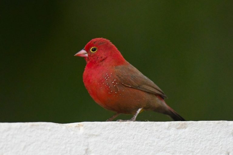 Types Of Red Birds (12 Beautiful Species, With Pictures)