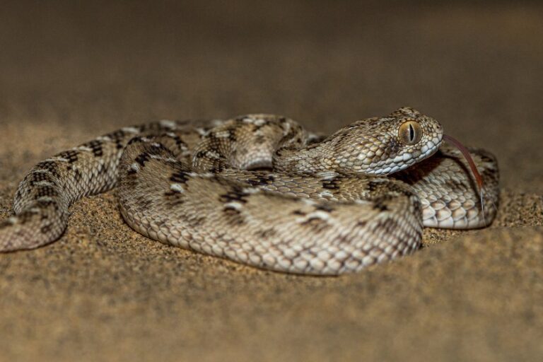 10 Most Venomous Snakes In The World (Poisonous & Dangerous)