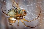What Do Spiders Eat? Spider Diet & Food Chain Explained