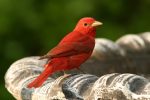 Types Of Red Birds (12 Beautiful Species, With Pictures)