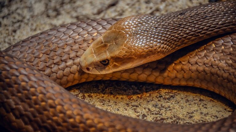 Venomous vs Non-Venomous Snakes: 6 Glaring Differences