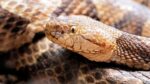 Venomous Snakes In Ohio (3 Poisonous & Deadly Species)