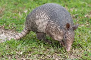 20 Lazy Animals In The World