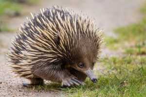 20 Lazy Animals In The World