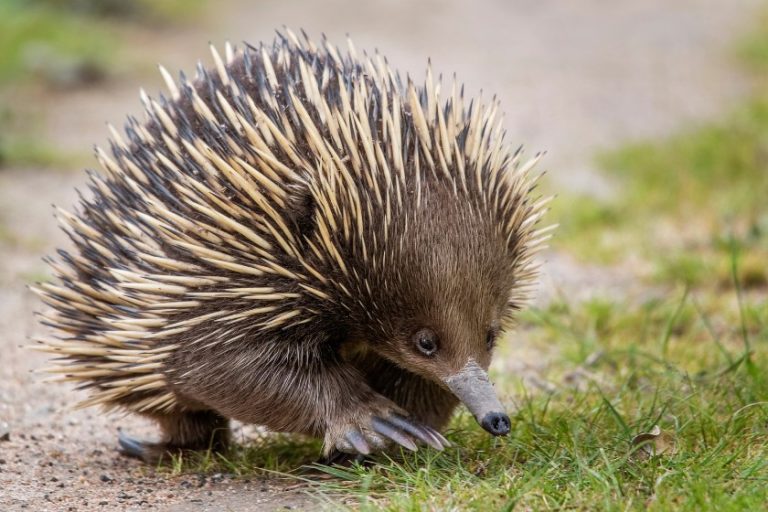 20 Lazy Animals In The World