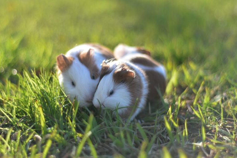 20 Lazy Animals In The World