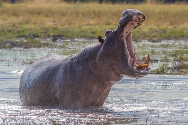 20 Lazy Animals In The World