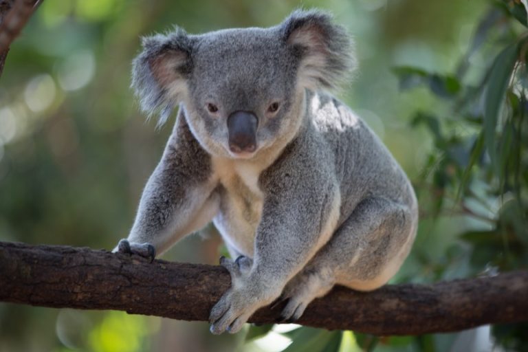 20 Lazy Animals In The World