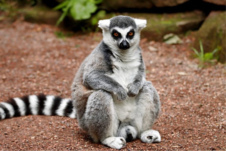 20 Lazy Animals In The World