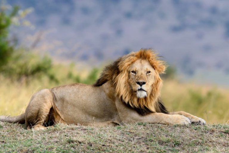 20 Lazy Animals In The World