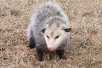 20 Lazy Animals In The World