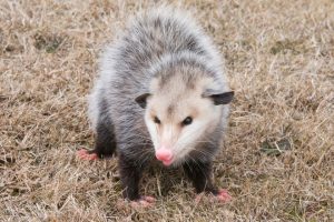 20 Lazy Animals In The World