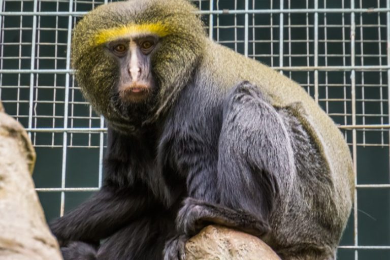 20 Lazy Animals In The World