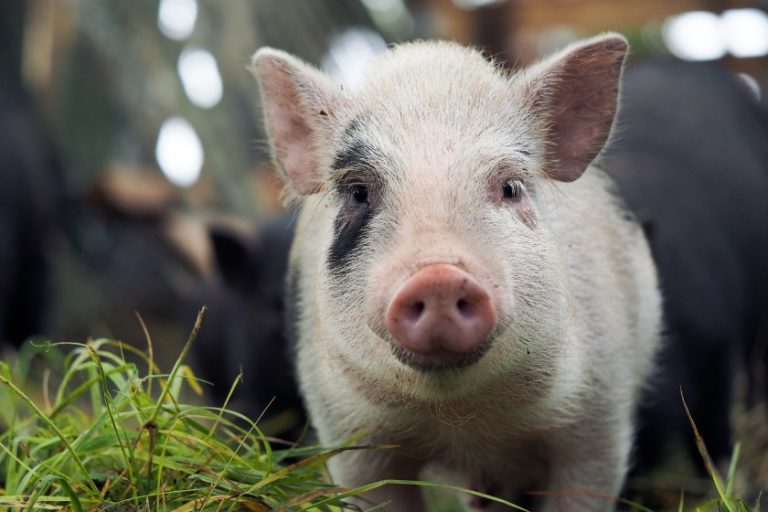 20 Lazy Animals In The World