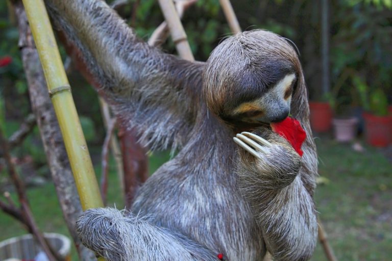 What Do Sloths Eat? A Look at Sloth Eating Habits and Diet