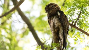 Urutau Bird: 20 Incredible Facts about This Strange Ghost Bird + Pictures