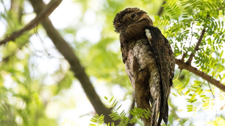 Urutau Bird: 20 Incredible Facts about This Strange Ghost Bird + Pictures
