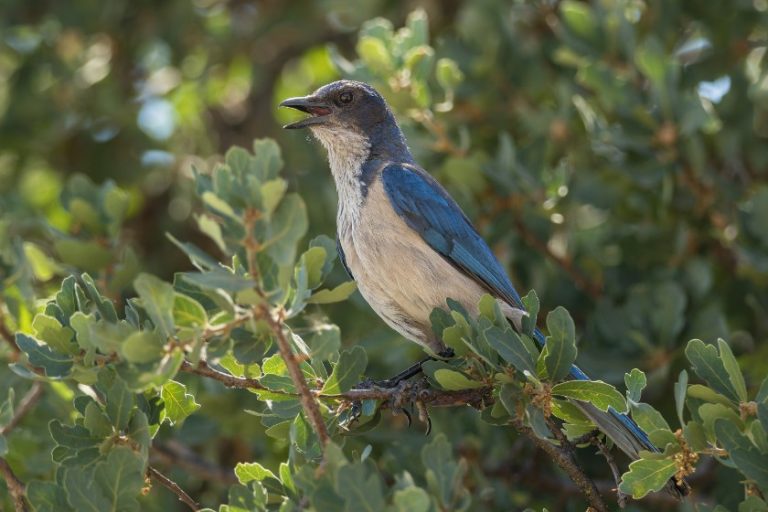Birds That Look Like Blue Jays: 15 Similar Species + Pictures