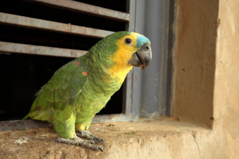 15 Fascinating Pet Birds That Can Talk + Pictures