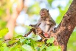 Wild Monkeys in Florida (Species, Facts & Pictures)
