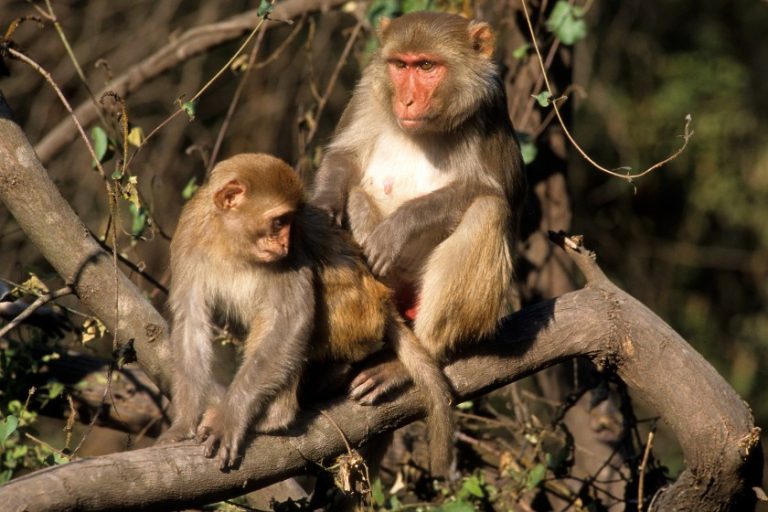Wild Monkeys in Florida (Species, Facts & Pictures)