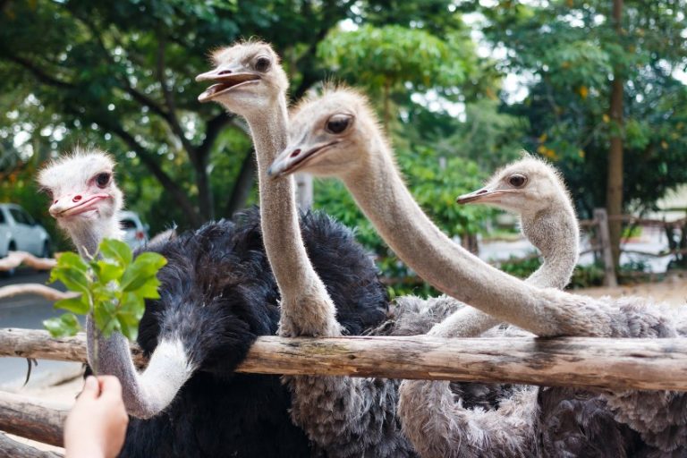 What Do Ostriches Eat? (Interesting Diet & Eating Habits)