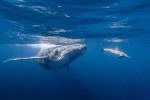 What Do Whales Eat? (Interesting Diet & Food Chain)