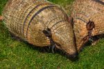 What Do Armadillos Eat? (Interesting Diet & Eating Habits)