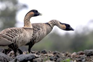 Wild Monkeys in Hawaii (Species, Facts & Pictures)