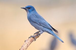 Birds That Look Like Blue Jays: 15 Similar Species + Pictures