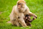 Wild Monkeys in Florida (Species, Facts & Pictures)