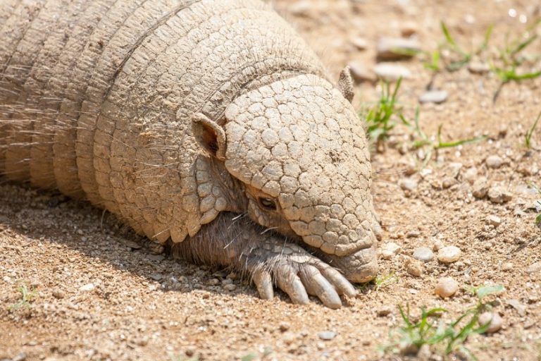 What Do Armadillos Eat? (Interesting Diet & Eating Habits)
